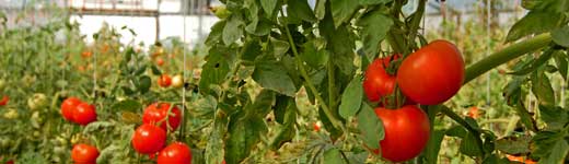 Life Sciences Conference: Next Generation Plant Breeding