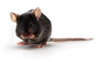 Protect Your Research: Know Your B6 Mouse - Webinar