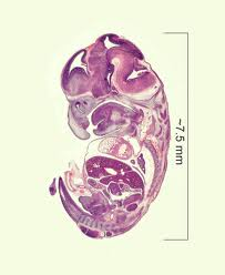 All You Need is Love: Reproductive Biology of Mice Online Seminar