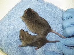 Mouse Models of Autoimmune and Inflammatory Disease - Webinar