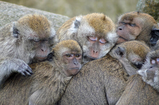 OHSU Isn't "Monkeying" Around, Gets $7M+ for HIV/AIDS