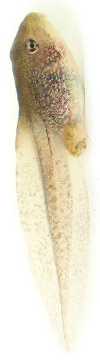 UM Research Shows Stress Causes Tadpole Tail Growth