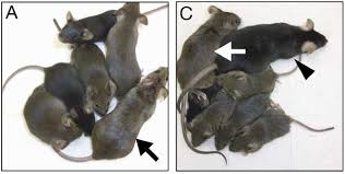 All You Need is Love: Reproductive Biology of Mice - The Jackson ...