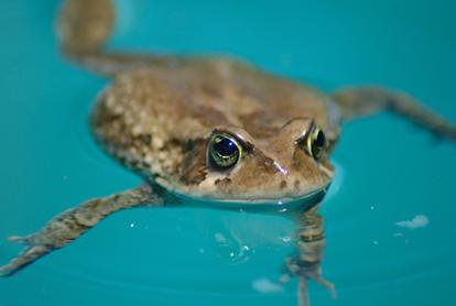 How African Frogs Help With Cancer Research at University of Rochester