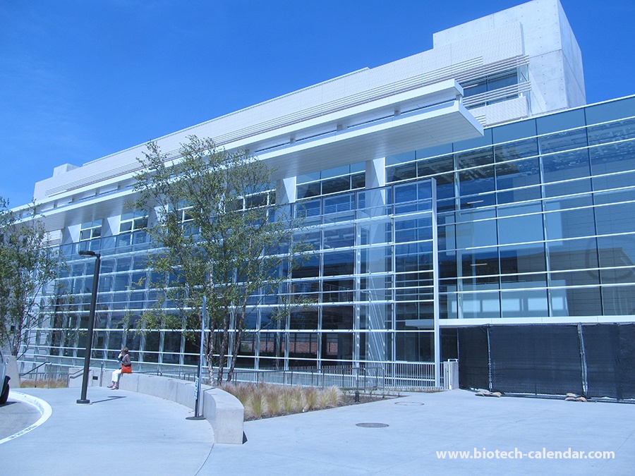 UCLA Researchers Design a Renewable Source of Cancer Fighting T Cells