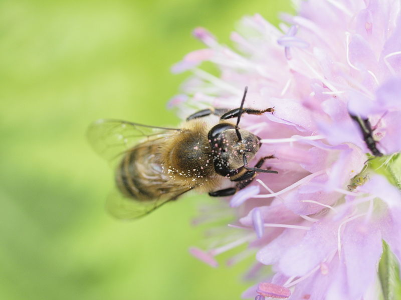 MSU Entomologist Defends Bees From Smelly Parasites